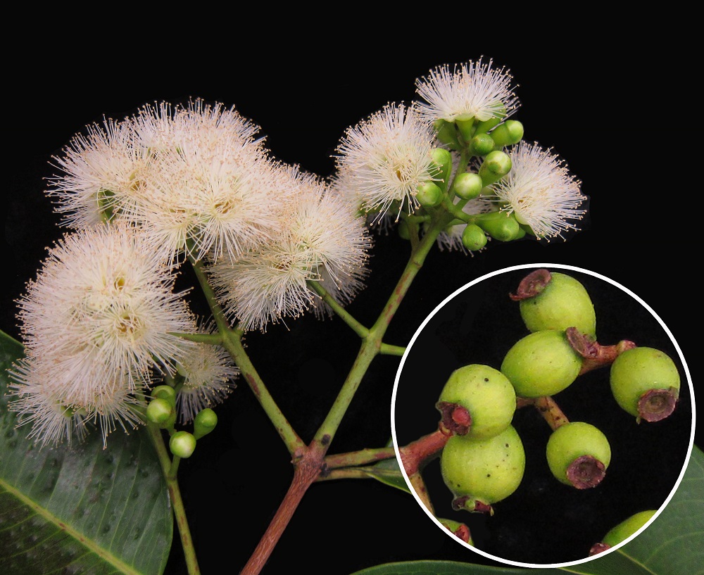Evolution patterns of the world’s largest tree genus Syzygium ...