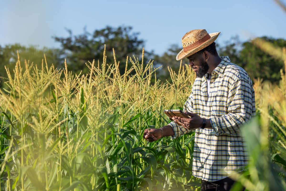 Côte d’Ivoire adopts Japanese technology to boost domestic food ...