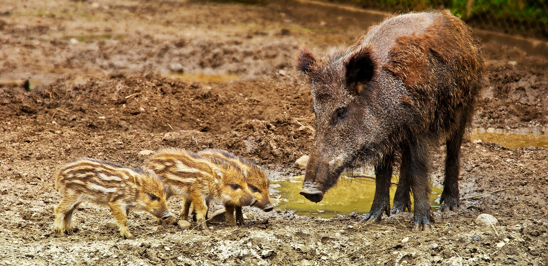 Pigging out increases rainforest biodiversity | Research | NTU Singapore