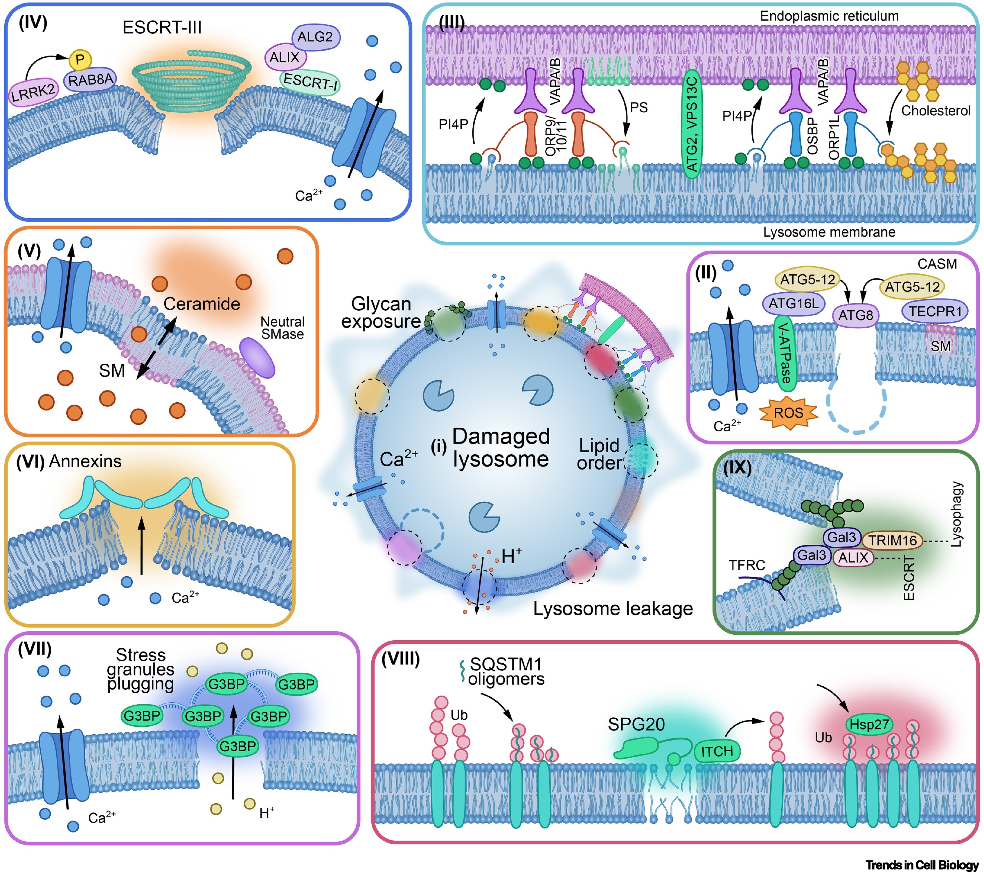 How Cells Repair Themselves: New Insights into Lysosome Damage Response ...