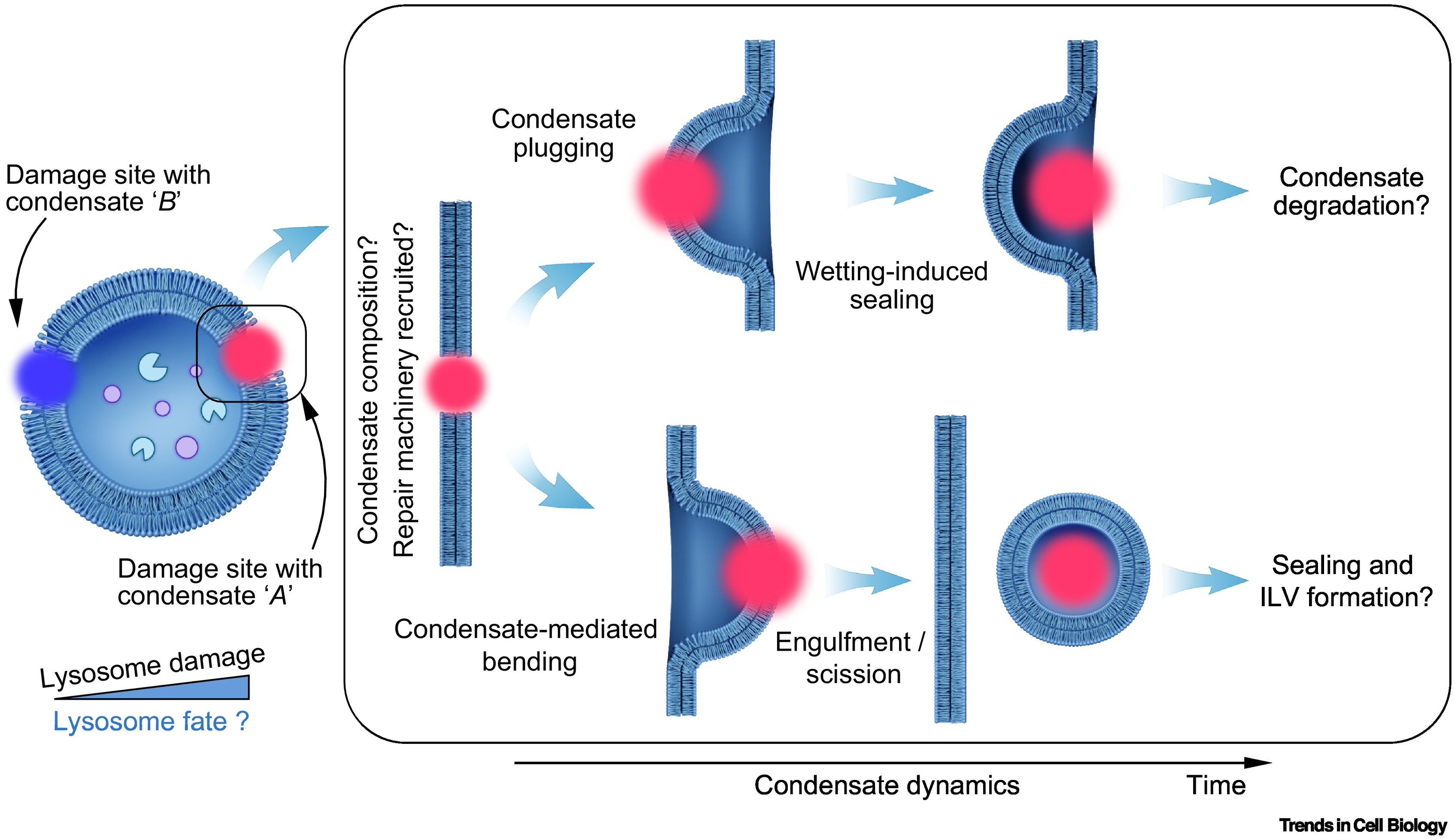 How Cells Repair Themselves: New Insights into Lysosome Damage Response ...