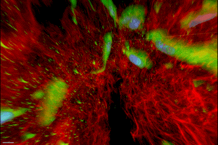 School of Biological Sciences | NTU Singapore