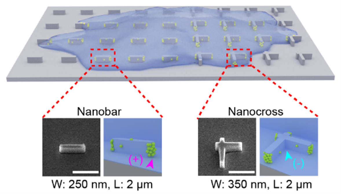 For Cells and Viruses, Shape Matters | College of Engineering | NTU ...