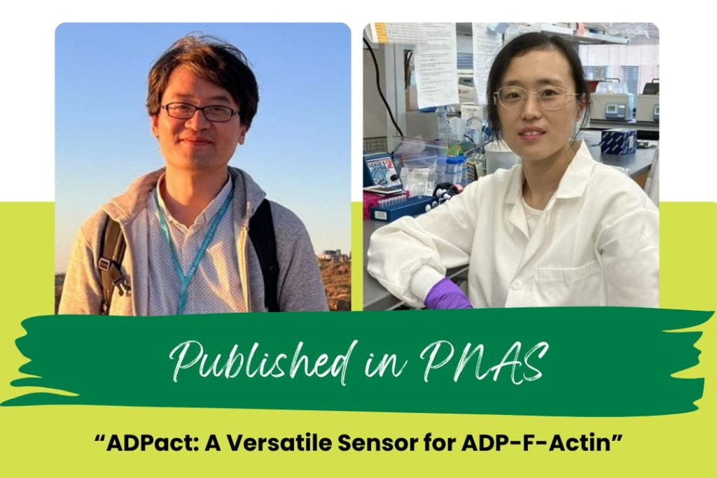 ADPact: A Versatile Sensor for ADP-F-Actin | School of Biological ...