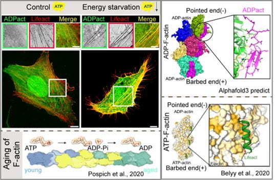 ADPact: A Versatile Sensor for ADP-F-Actin | School of Biological ...