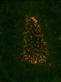 Lee Kong Chian School of Medicine | NTU Singapore