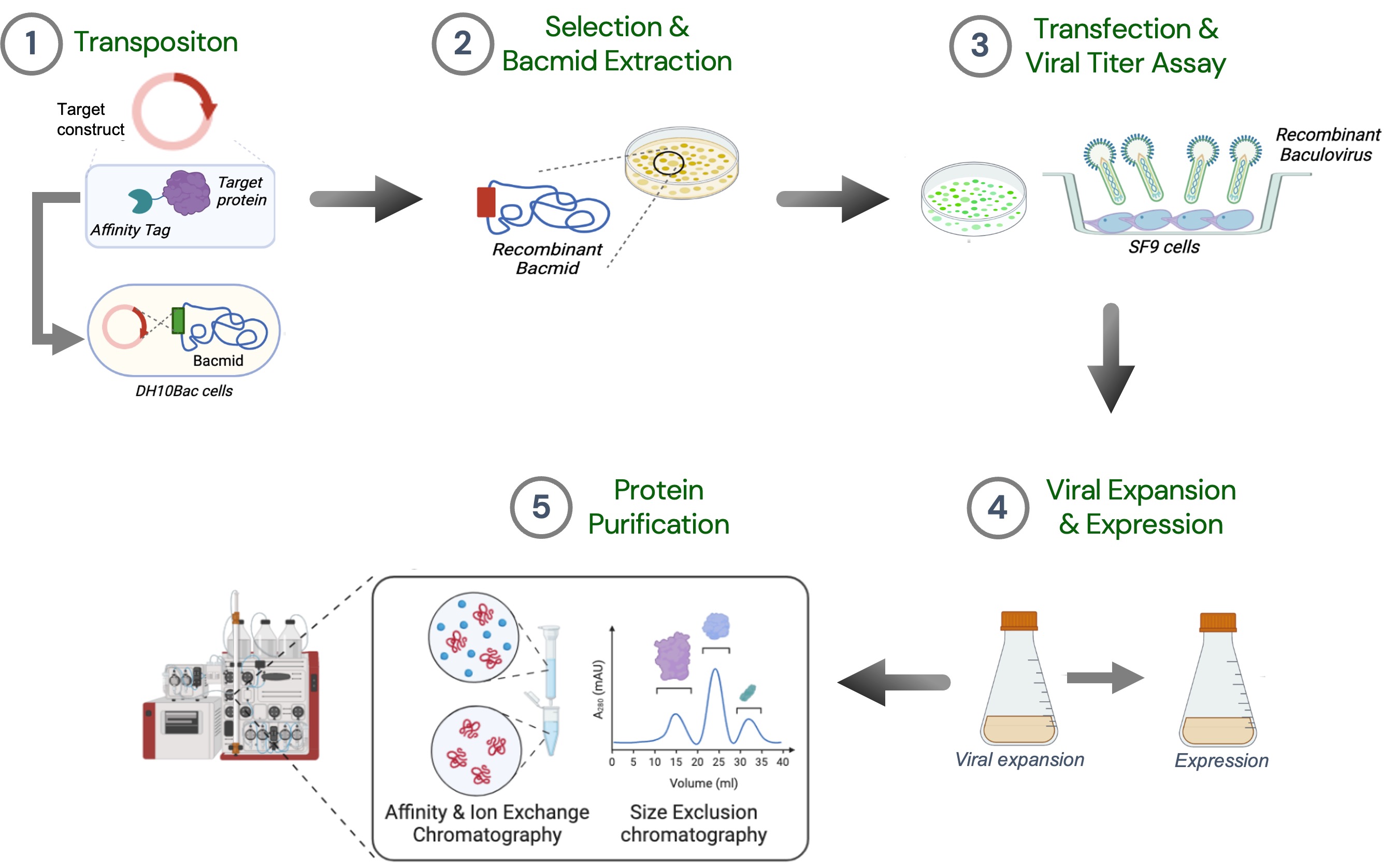 Protein Platform | NTU Institute of Structural Biology | NTU Singapore
