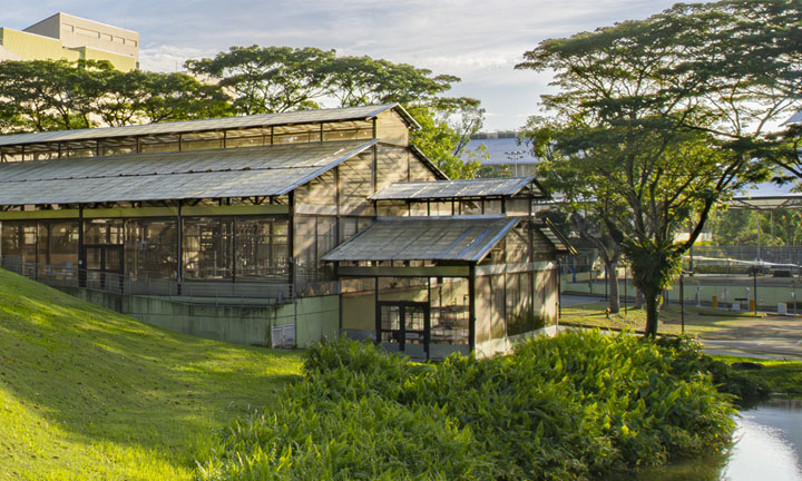 From 1,000-year-old tree to natural hot spring: 5 S’pore spots to wow ...