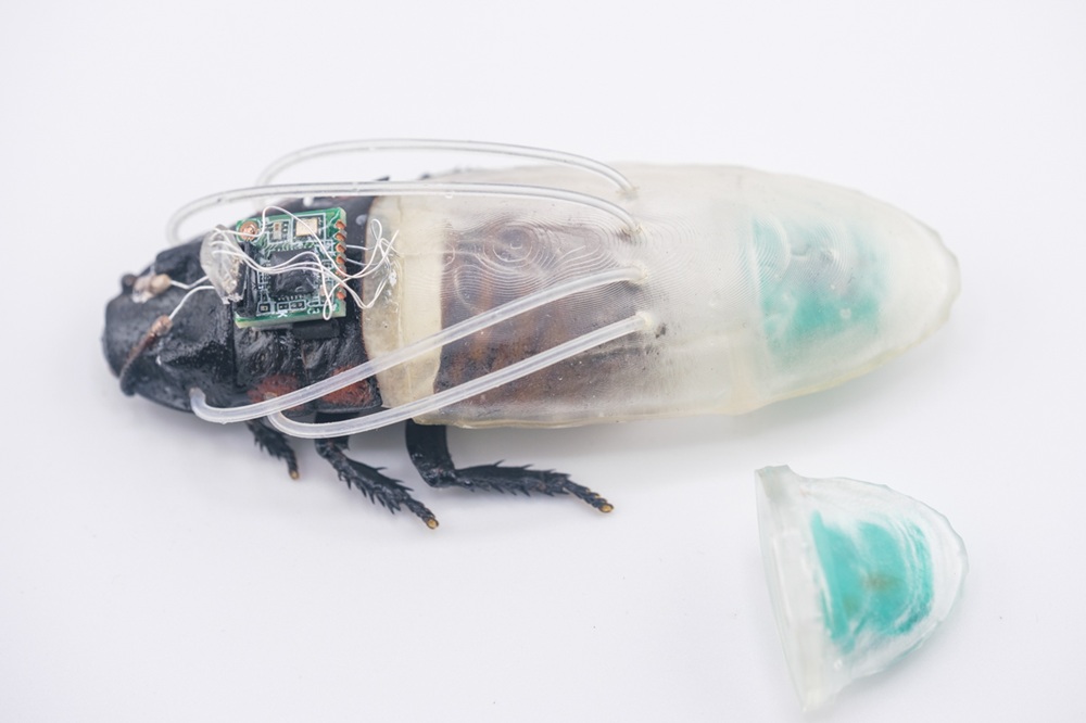 3D-printed suit for cyborg insects extends operations underwater | NTU ...